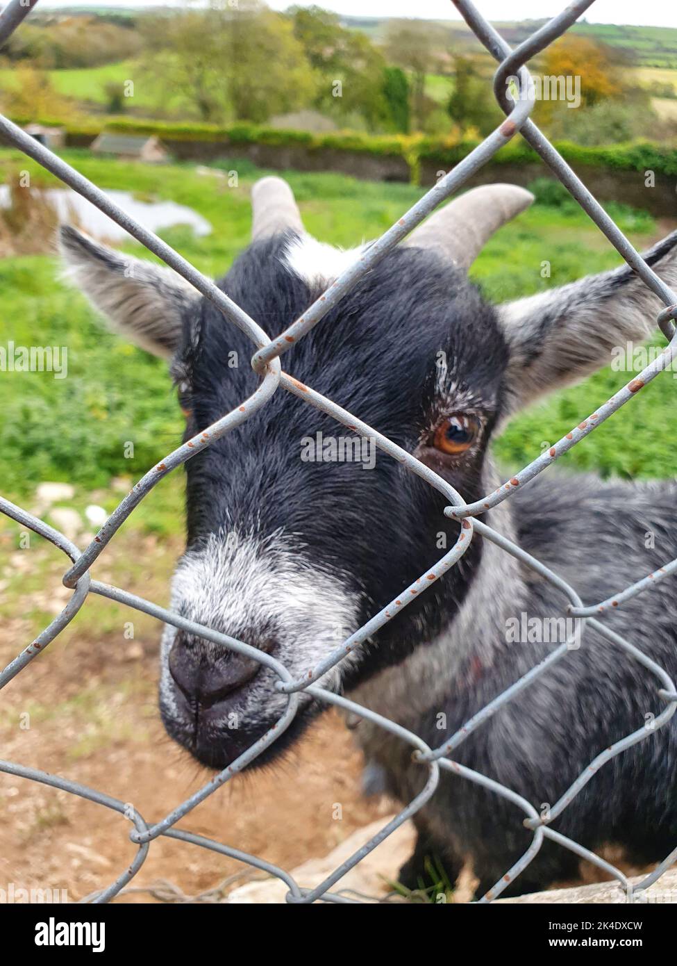 A vertical portrait of a cute black and white goat behind a wired fence ...