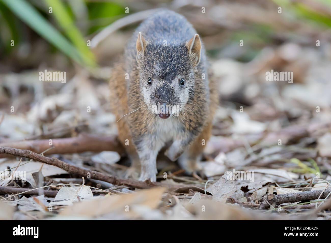Australian bandicoot, looking at camera with curiosity Stock Photo - Alamy