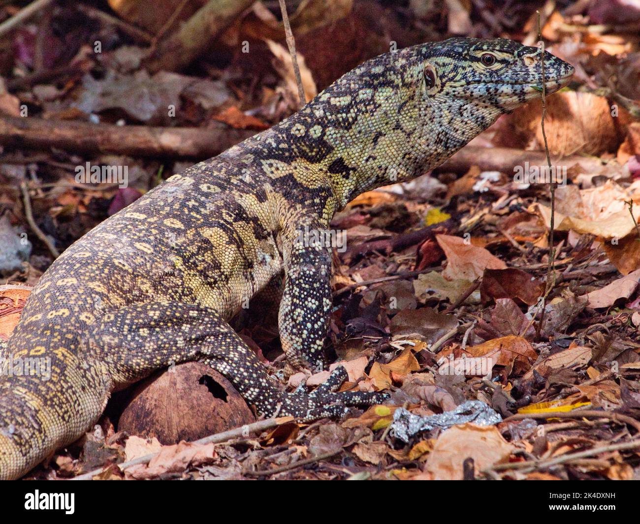 A close-up shot of a monitor lizard on a foliage Stock Photo - Alamy