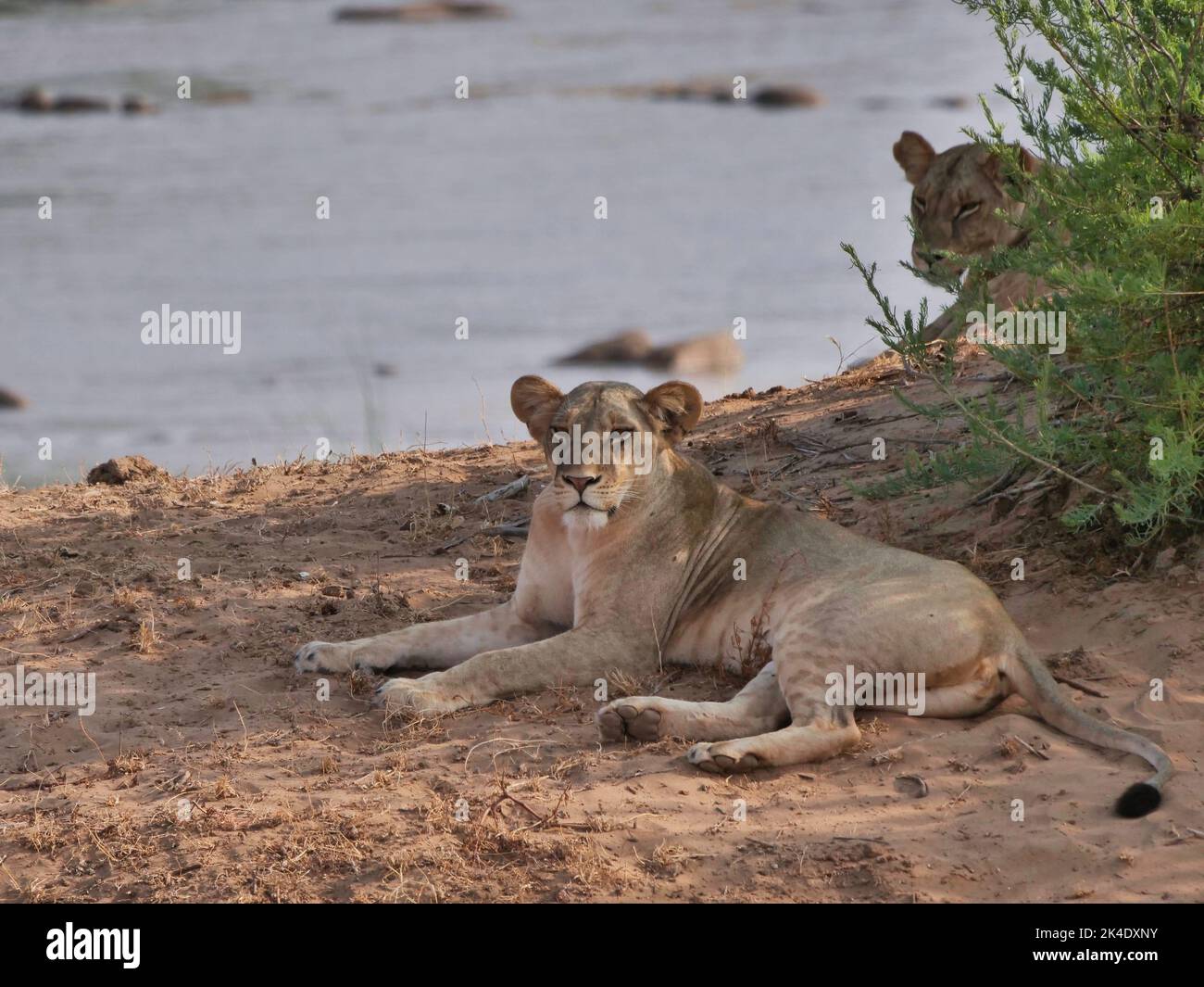 A single lions laying on the ground Stock Photo - Alamy