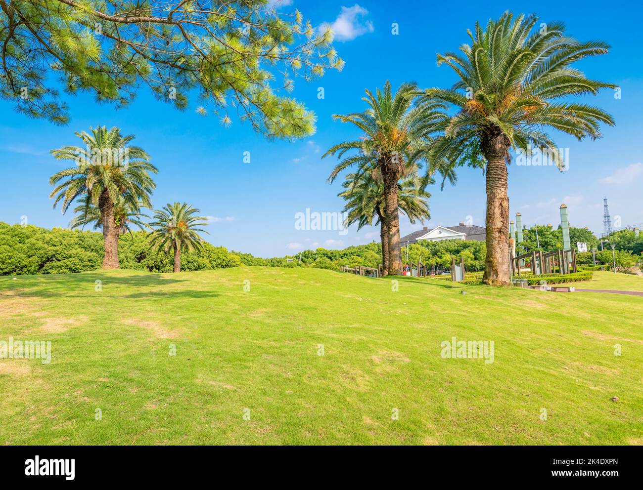 Palm trees in Meilan Lake Park, Shanghai, China Stock Photo - Alamy