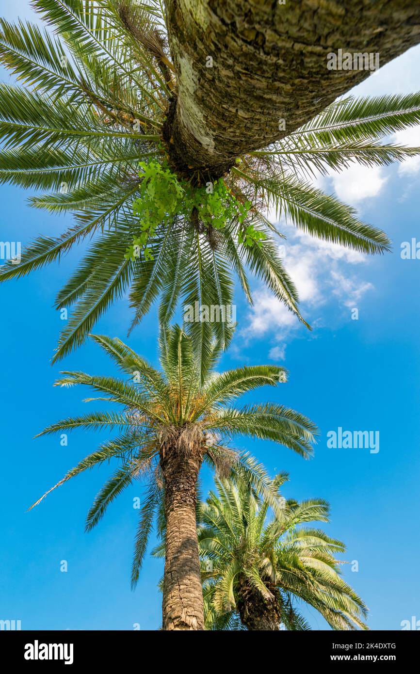 Palm trees in Meilan Lake Park, Shanghai, China Stock Photo - Alamy