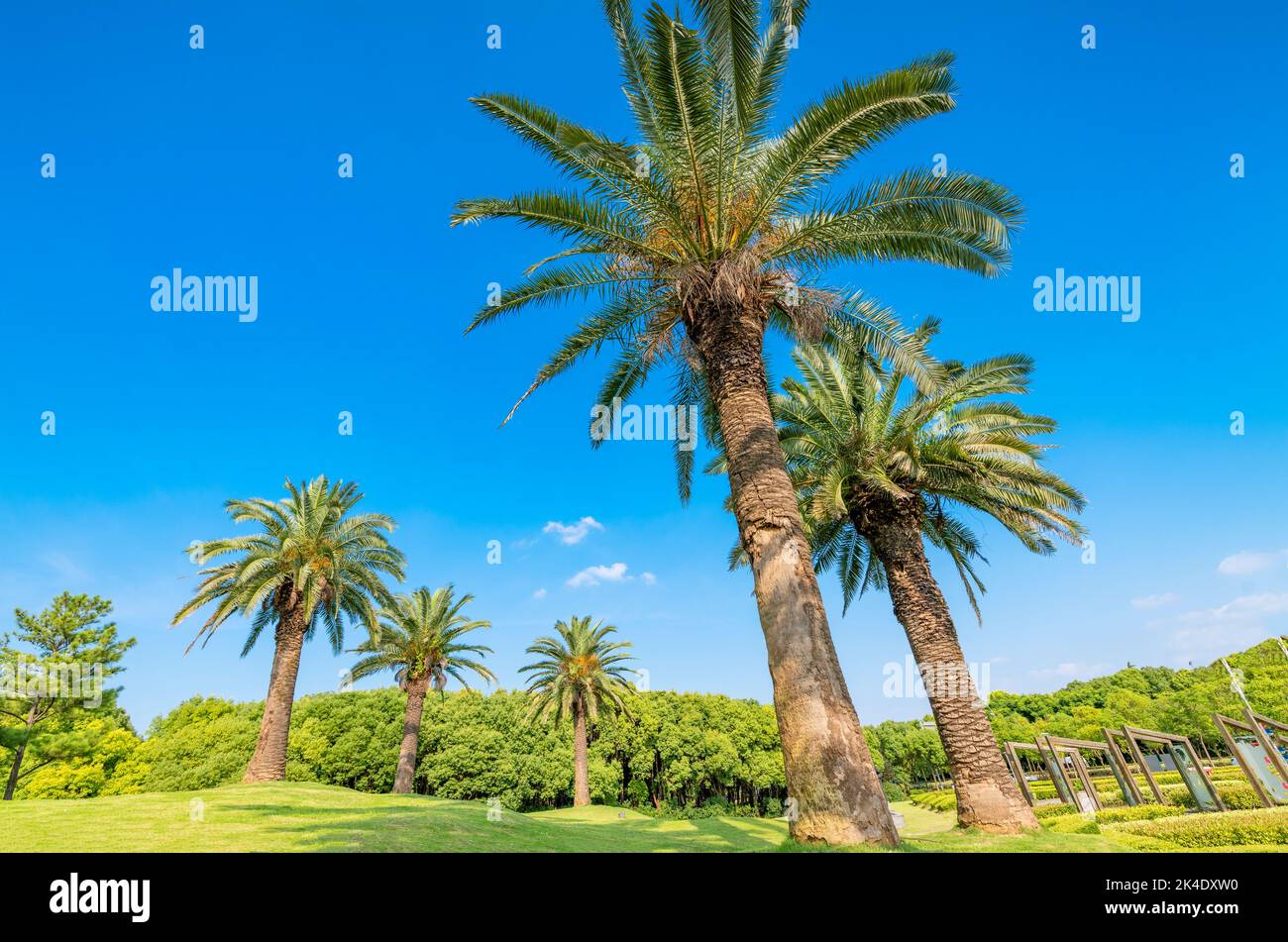 Palm trees in Meilan Lake Park, Shanghai, China Stock Photo - Alamy