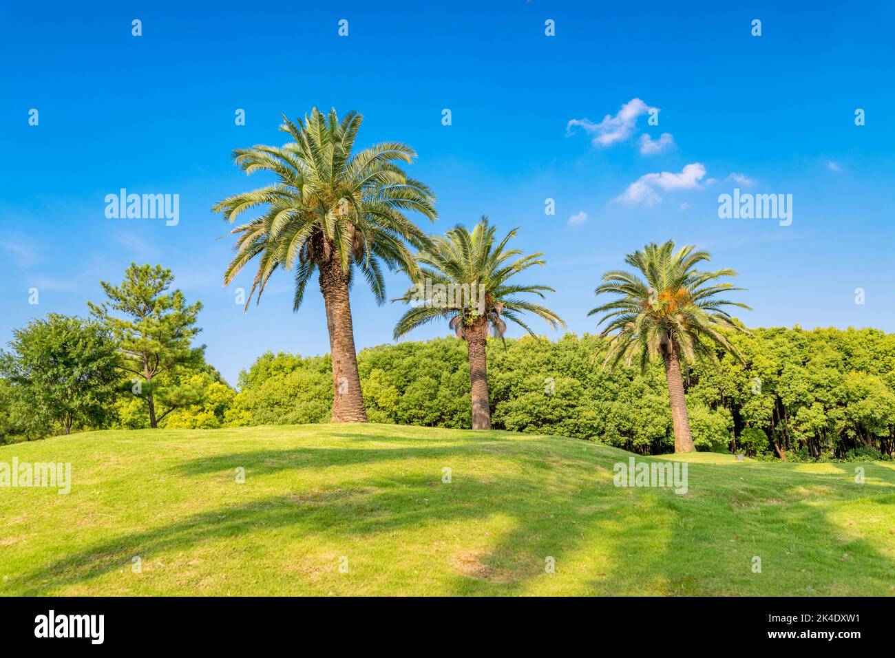 Palm trees in Meilan Lake Park, Shanghai, China Stock Photo - Alamy
