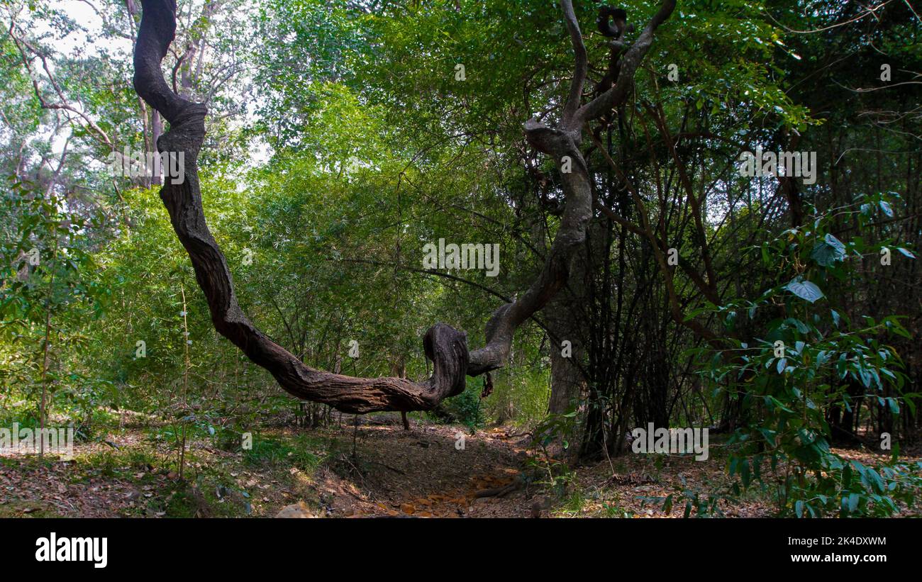 A curved hanging tree branch in a forest Stock Photo - Alamy