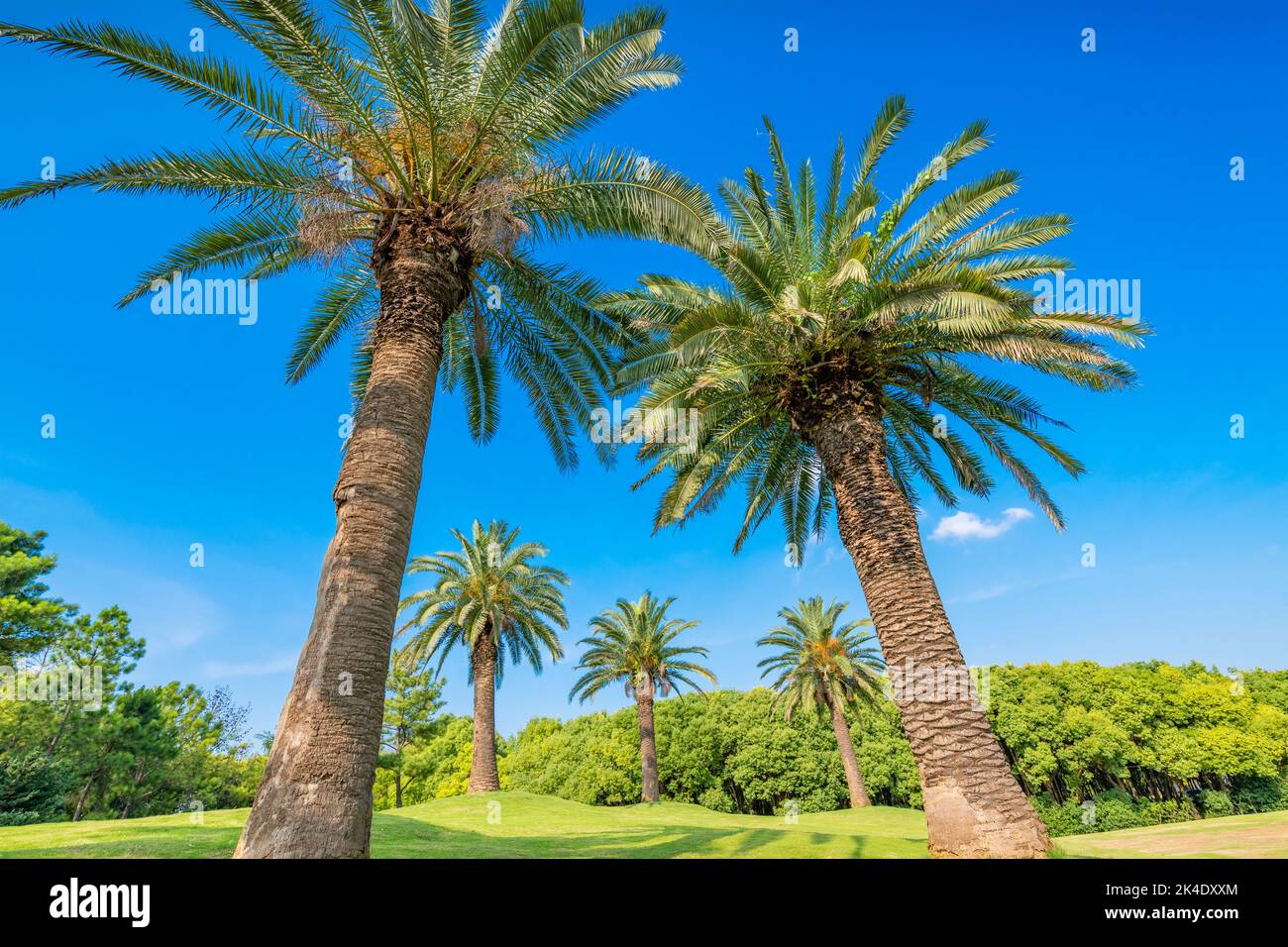 Palm trees in Meilan Lake Park, Shanghai, China Stock Photo - Alamy