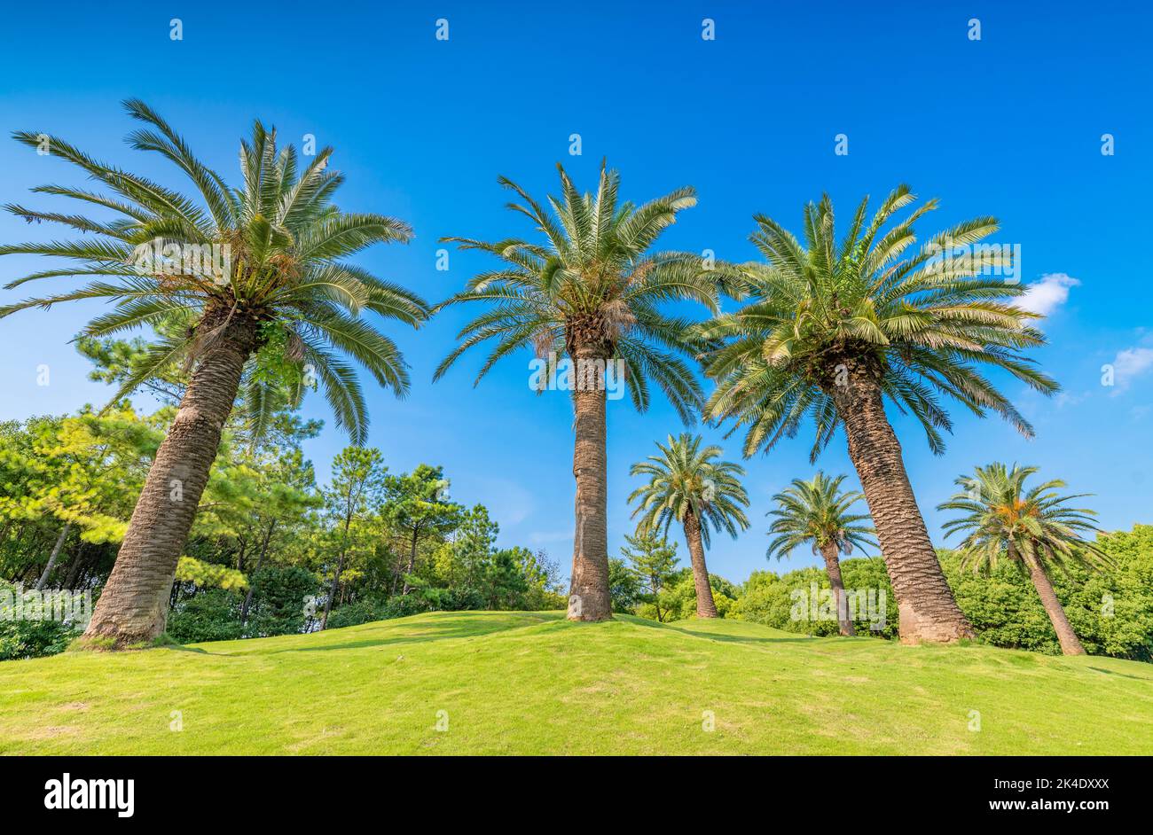 Palm trees in Meilan Lake Park, Shanghai, China Stock Photo - Alamy