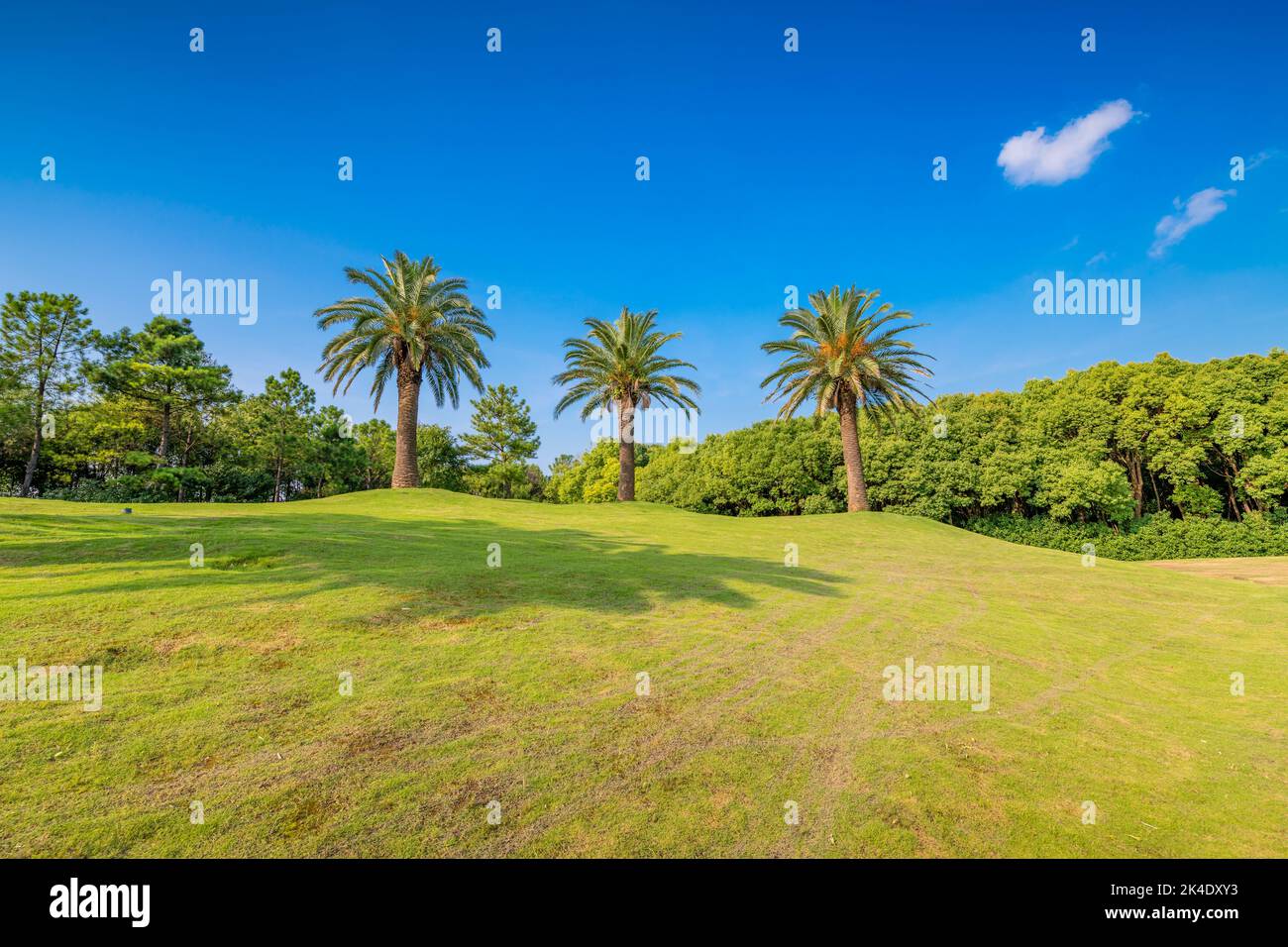 Palm trees in Meilan Lake Park, Shanghai, China Stock Photo - Alamy