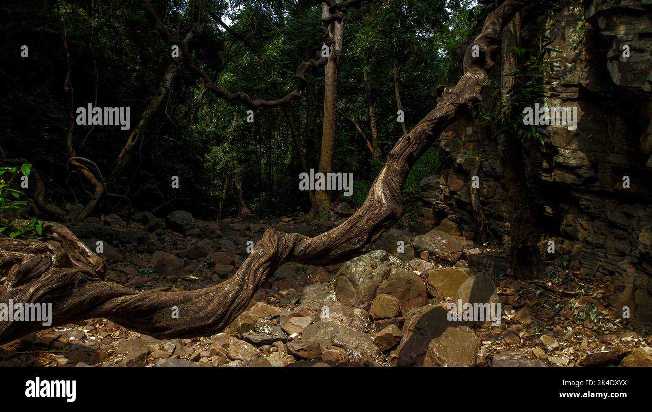 A curved hanging tree branch in a forest Stock Photo - Alamy