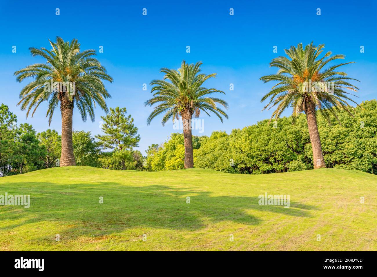 Palm trees in Meilan Lake Park, Shanghai, China Stock Photo - Alamy