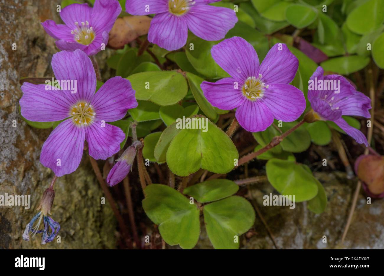 Redwood sorrel, Oxalis oregana, in flower. Redwood forests in ...