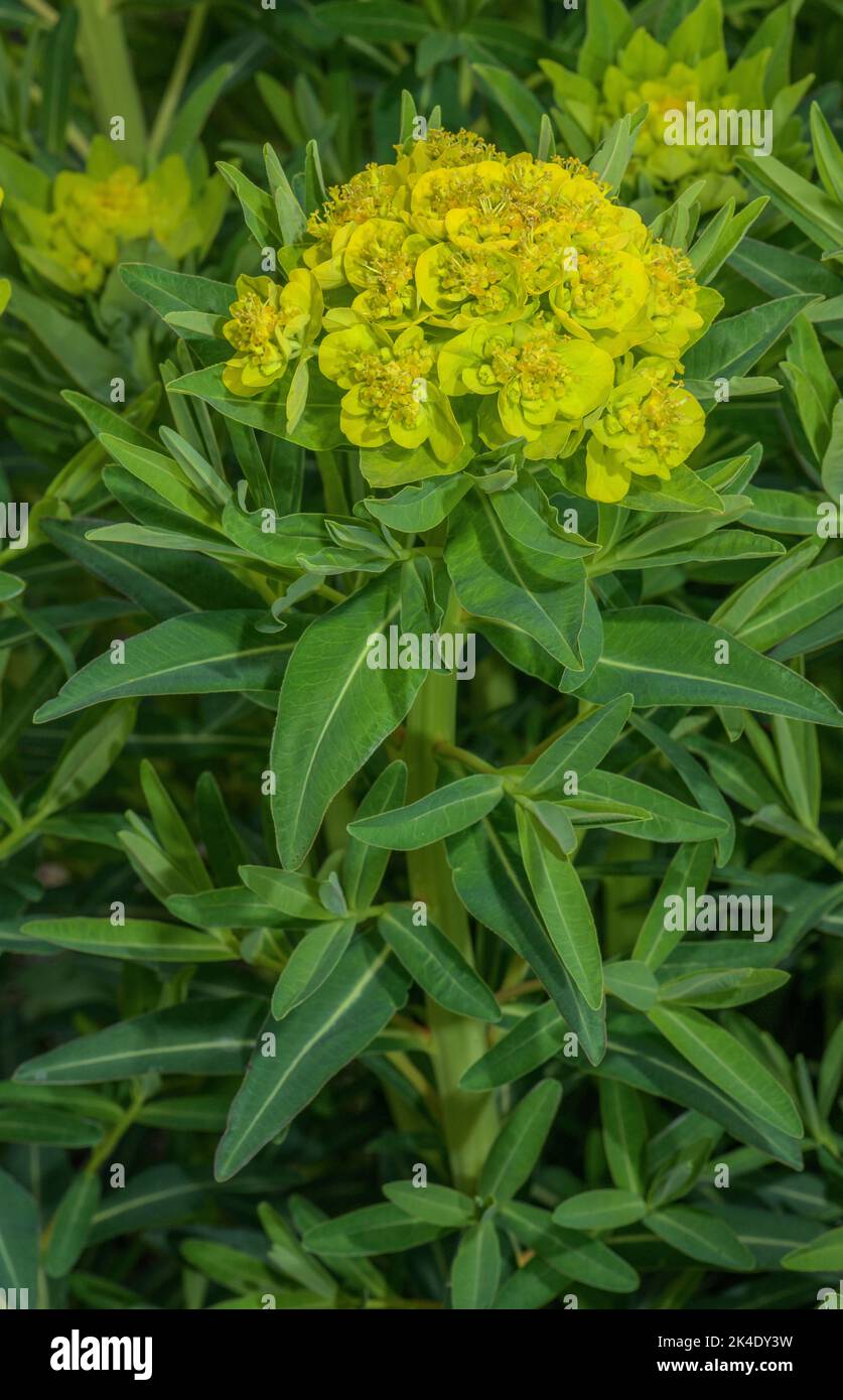Marsh spurge, Euphorbia palustris in flower Stock Photo - Alamy