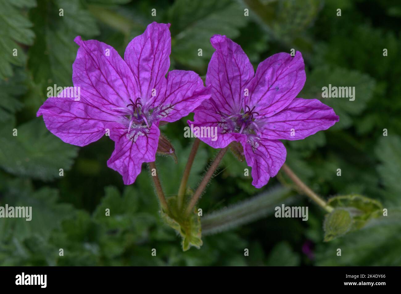 Manescau heronsbill hi-res stock photography and images - Alamy