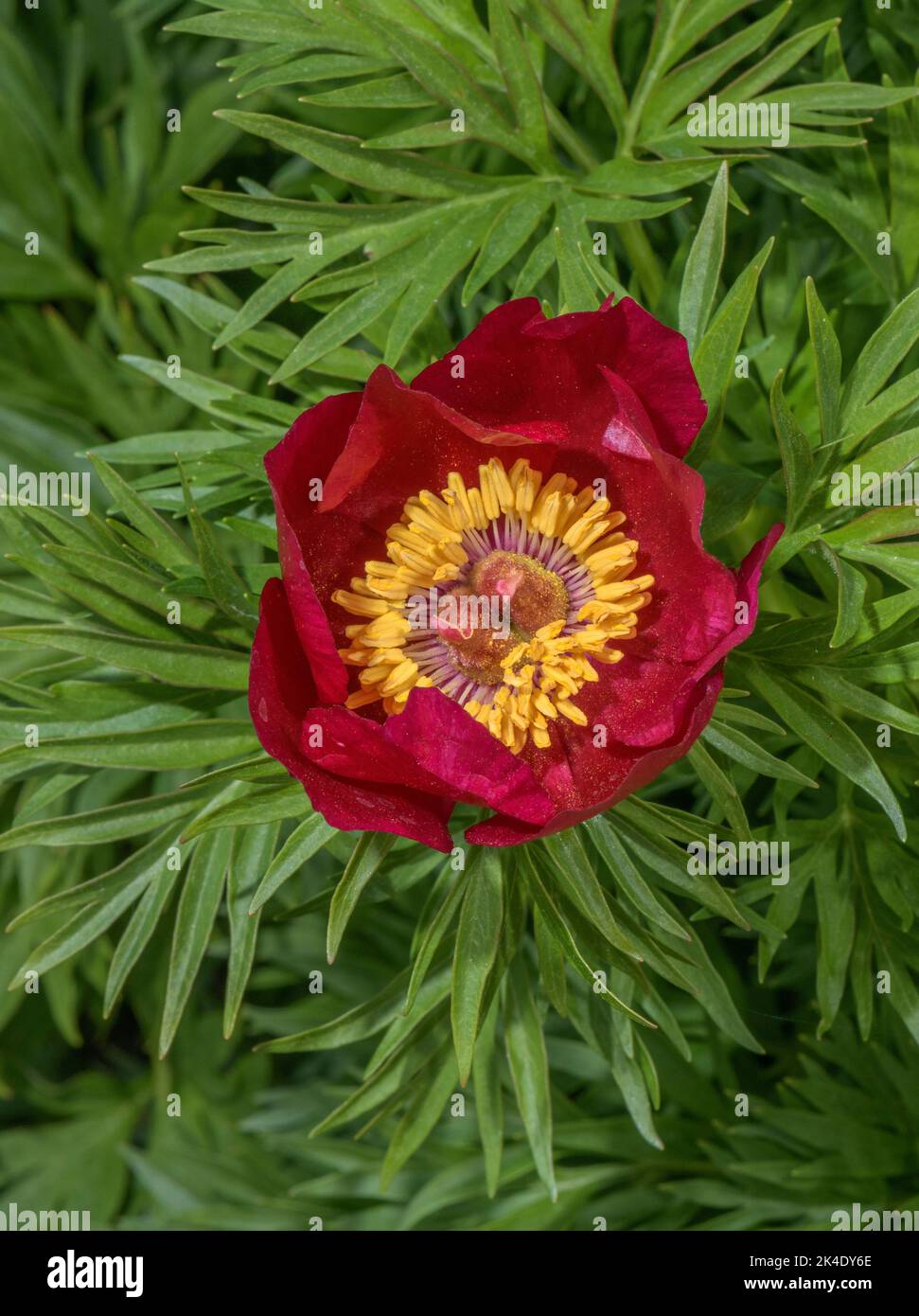 Fern leaf peony, Paeonia tenuifolia in flower, from the Caucasus Stock ...