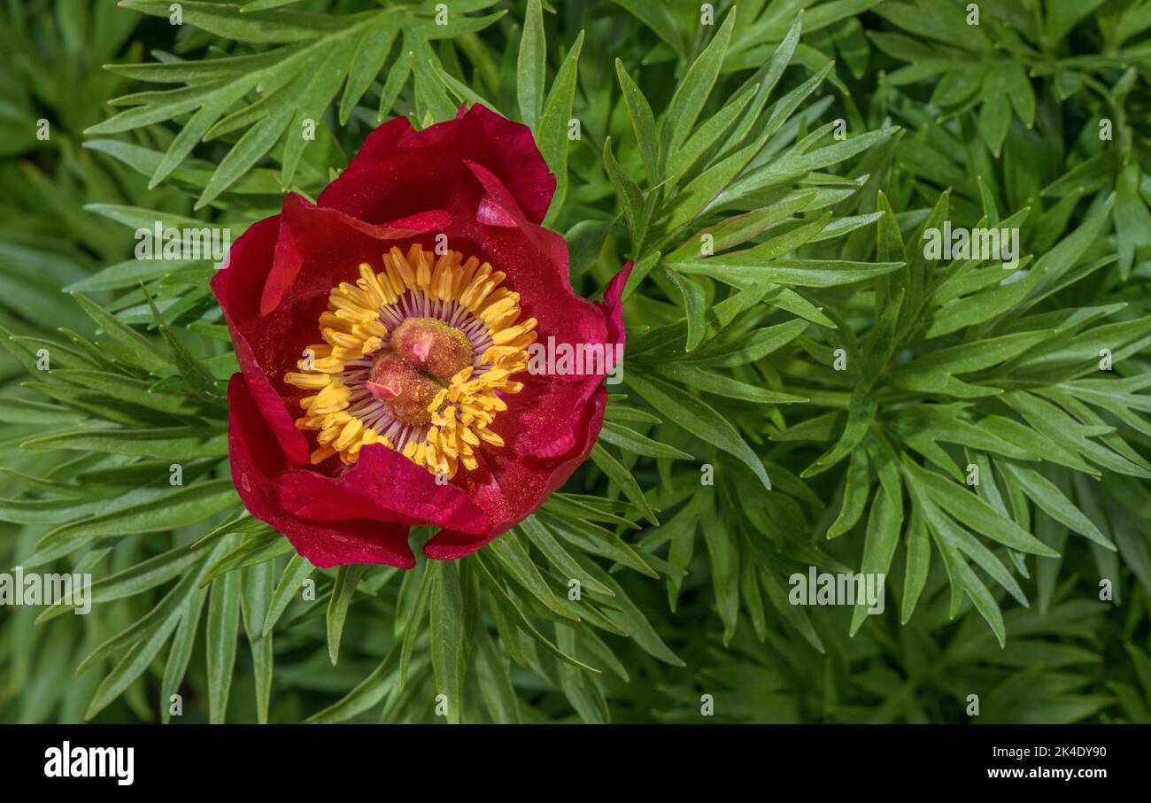 Fern leaf peony, Paeonia tenuifolia in flower, from the Caucasus Stock ...