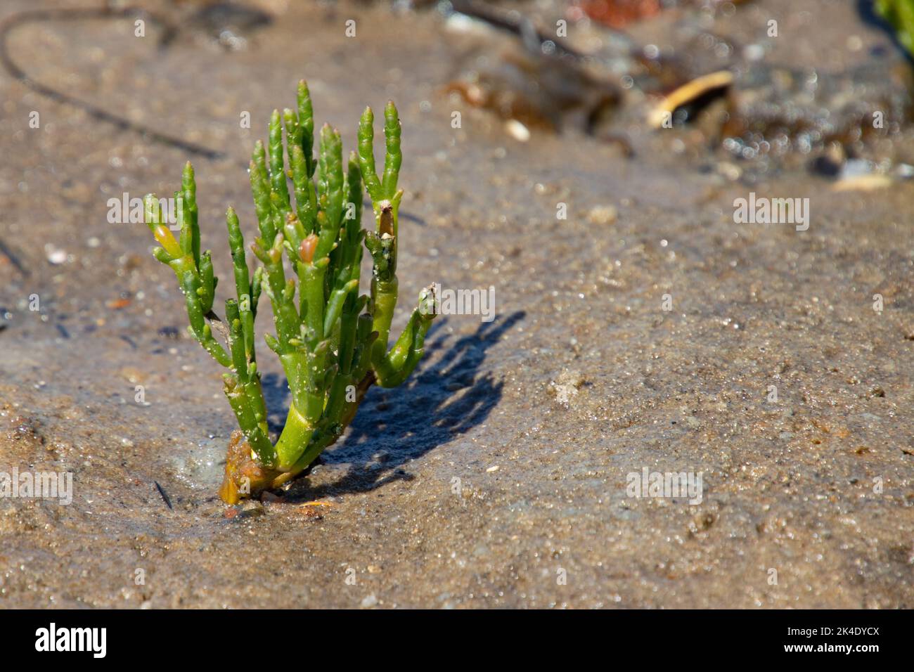 Salicornia salt marsh hi-res stock photography and images - Alamy