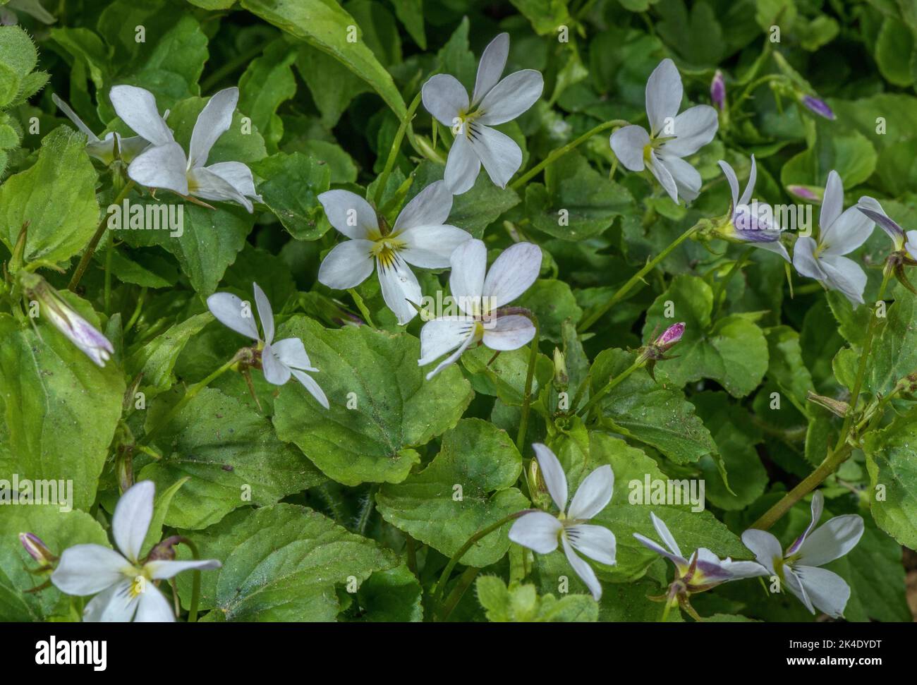 Canadian white violet, Viola canadensis, in flower in spring, in ...