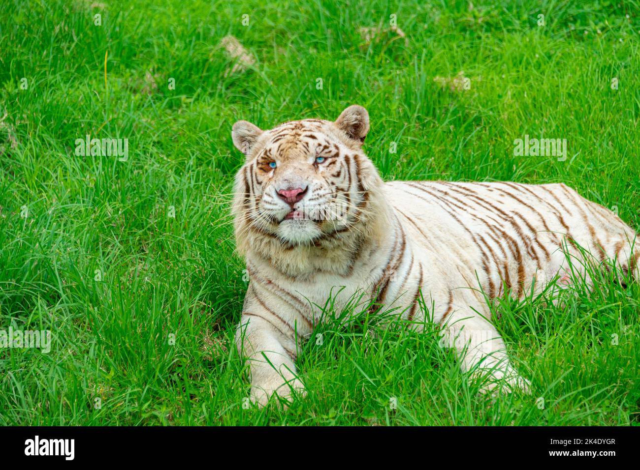 A white tiger on the green grass of a safari park Stock Photo - Alamy