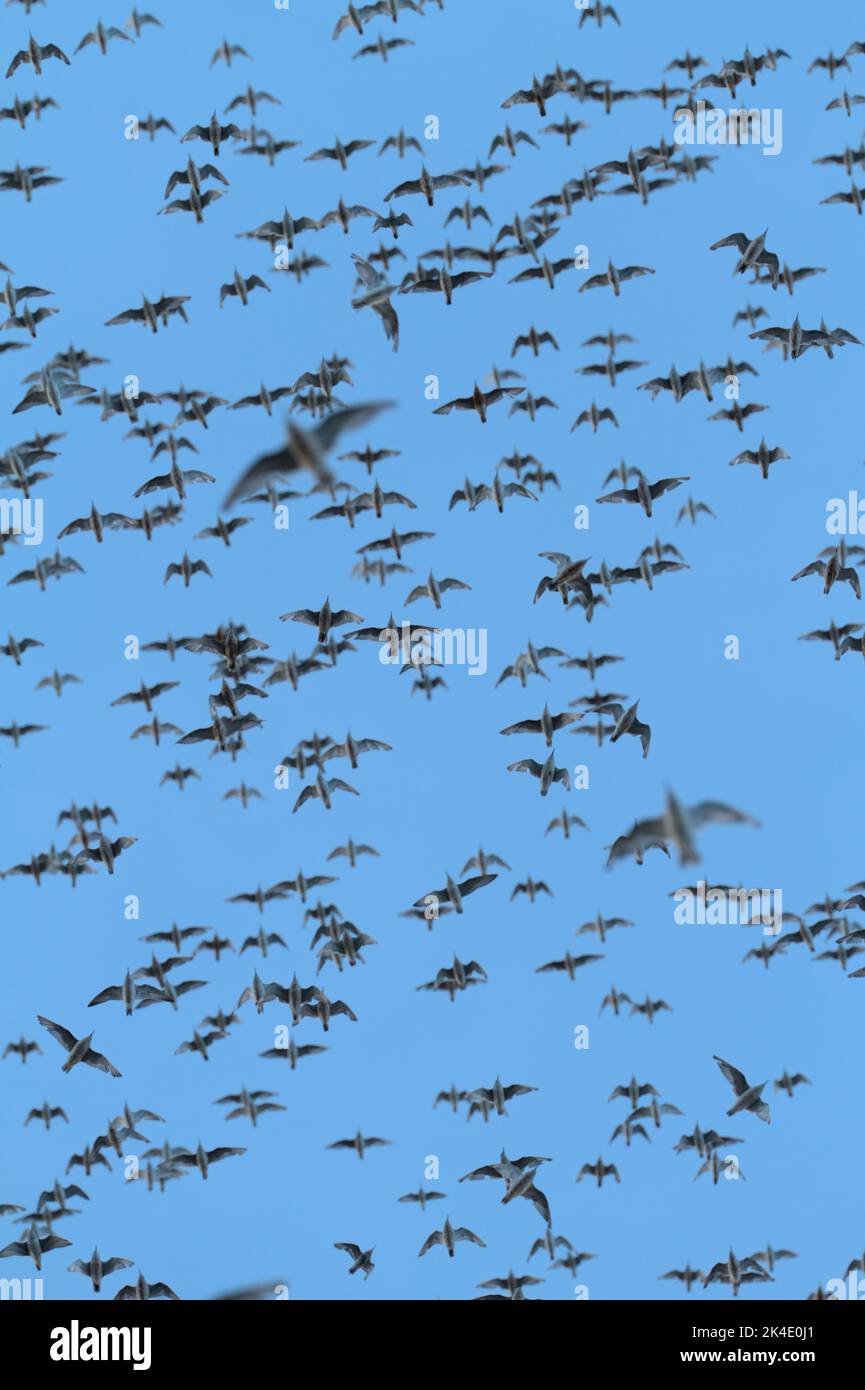 Large birds flying overhead hi-res stock photography and images - Alamy