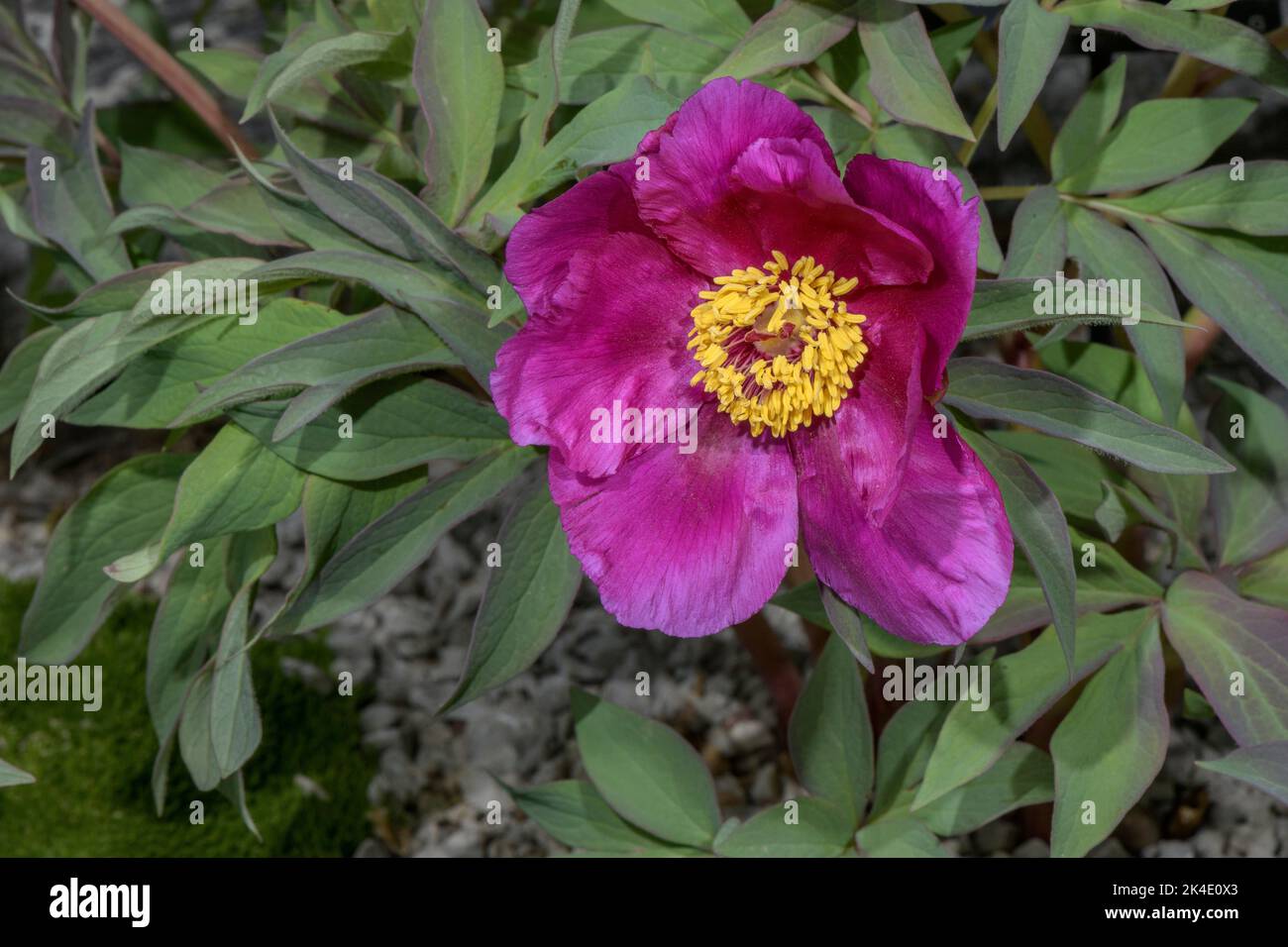 Rams horn hi-res stock photography and images - Alamy