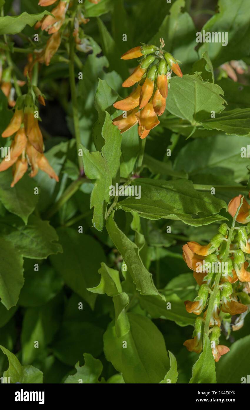 Golden pea, Lathyrus aureus, in flower, Balkans Stock Photo - Alamy