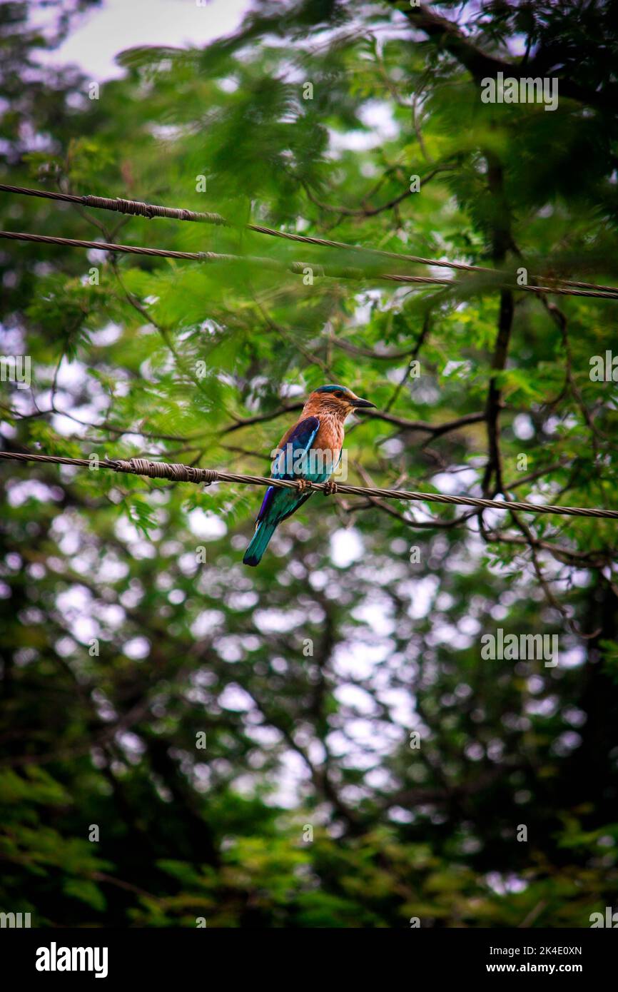 A vertical low-angle of a common kingfisher standing on the metallic ...