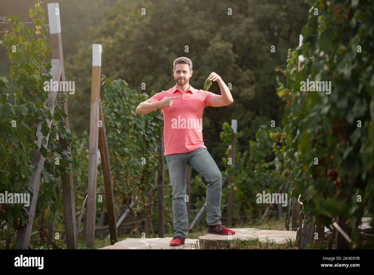 Farmer cutting grapes in the vineyard. Man pruning vines. Man picking ...