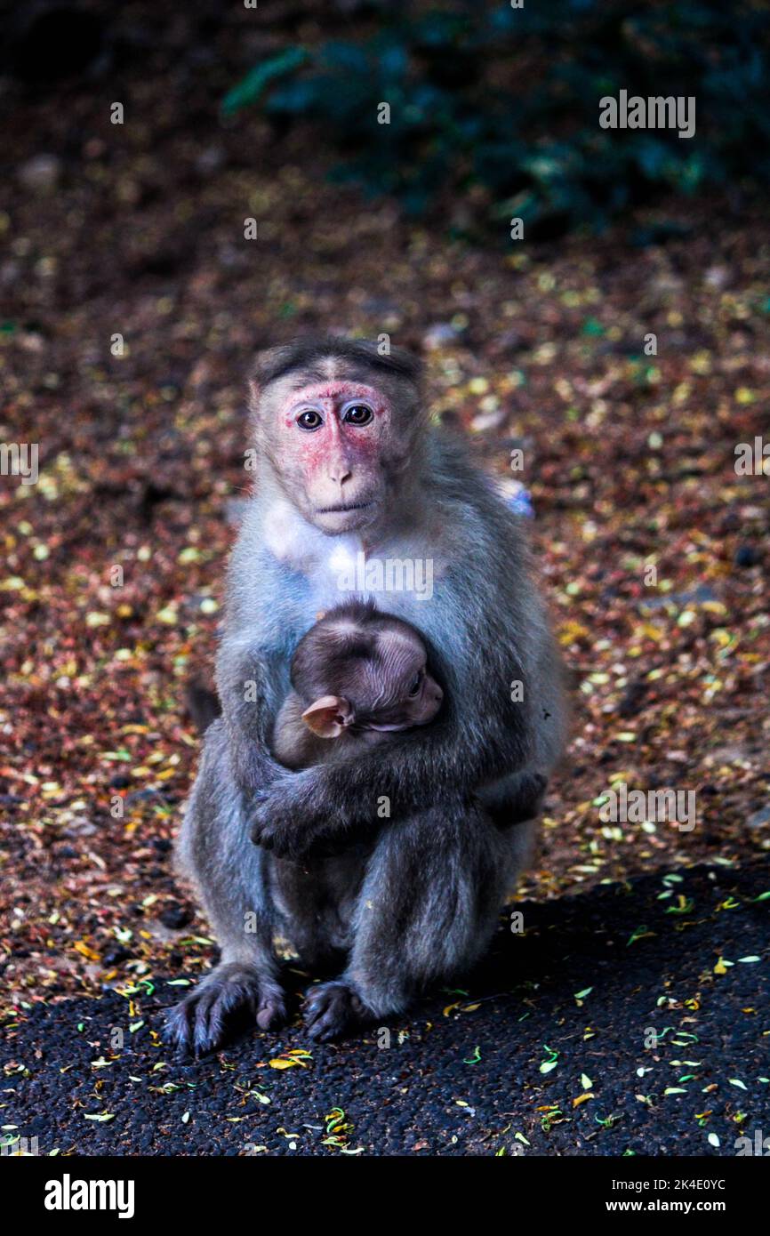 Huging animal hi-res stock photography and images - Alamy