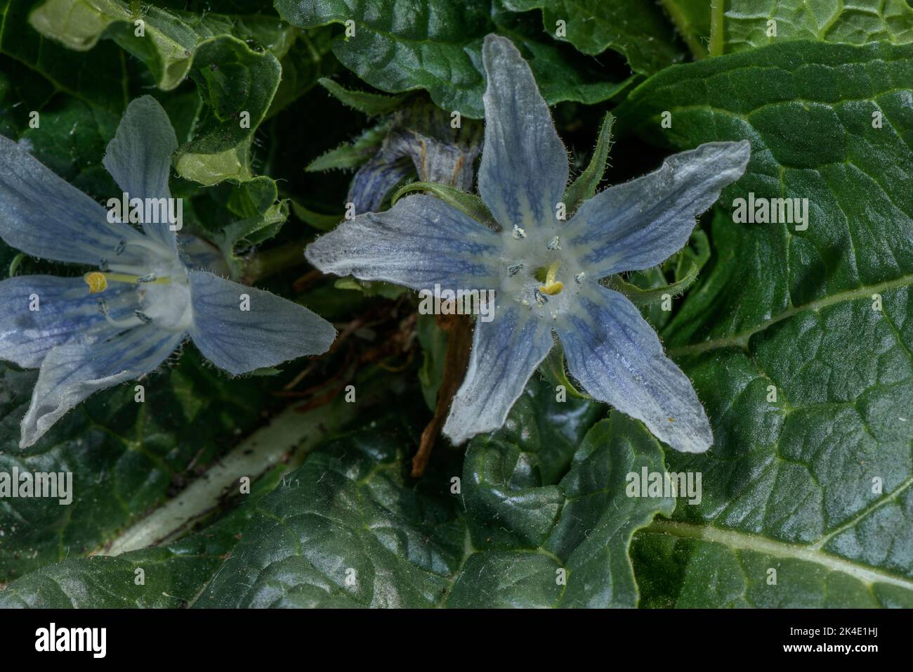 Mandrake, Mandragora officinarum, in flower in spring Stock Photo - Alamy
