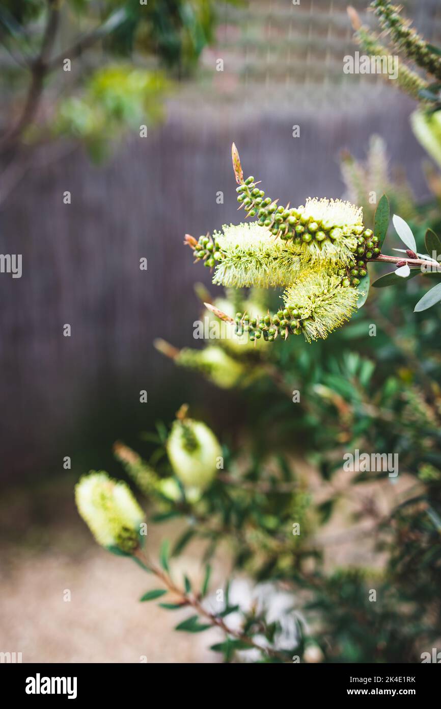 native Australian yellow callistemon plant outdoor in beautiful ...