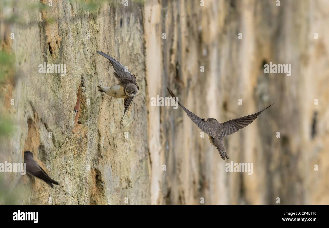 Sand martins, Riparia riparia, gathering at their breeding colony ...