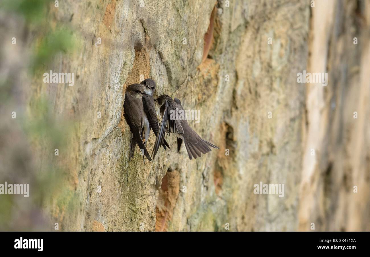 Sand martins, Riparia riparia, gathering at their breeding colony ...