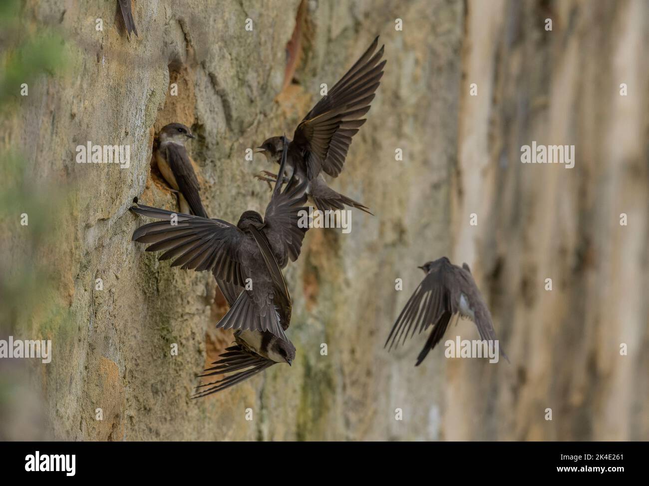 Sand martins, Riparia riparia, gathering at their breeding colony ...