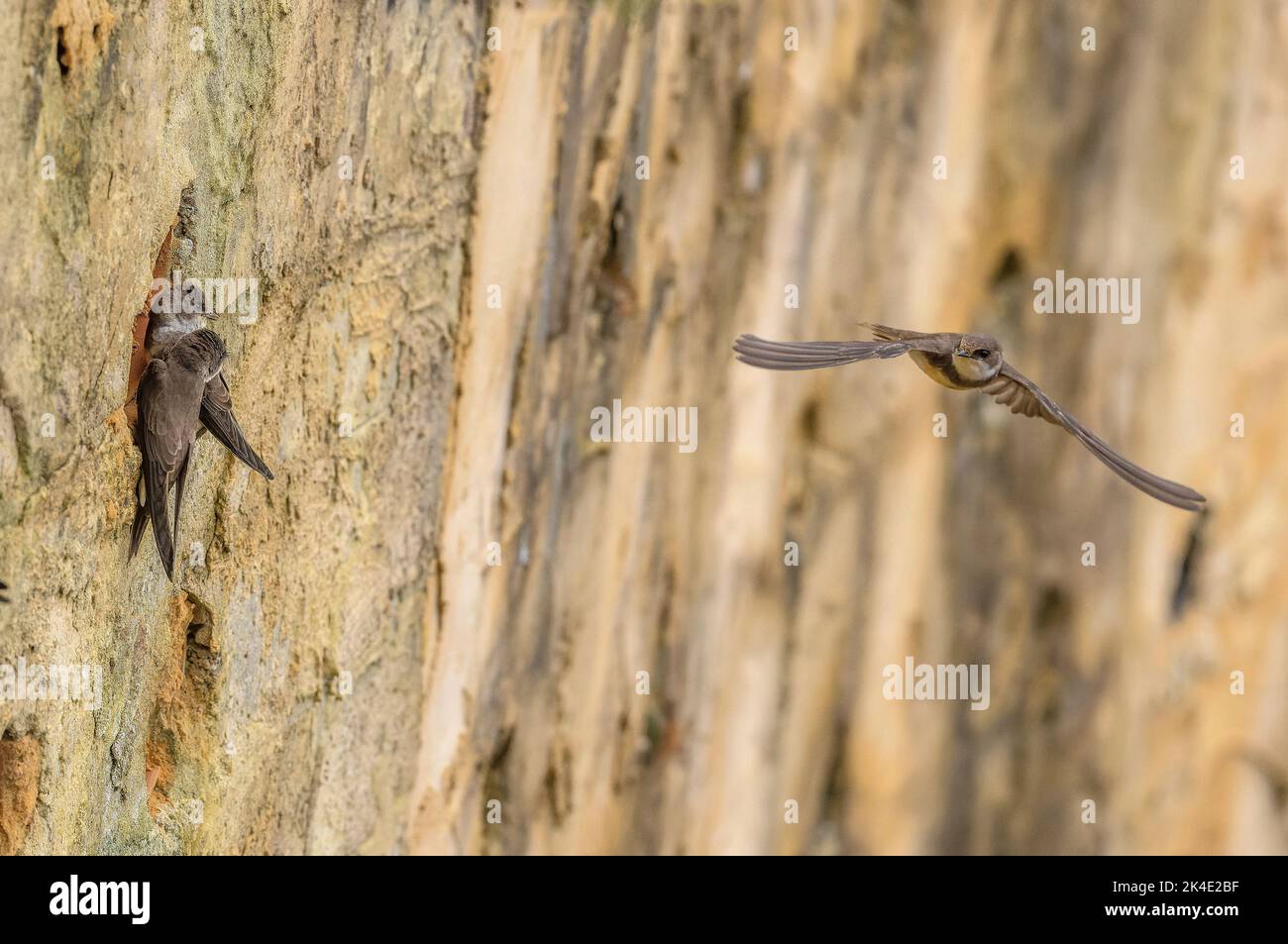 Sand martins, Riparia riparia, gathering at their breeding colony ...