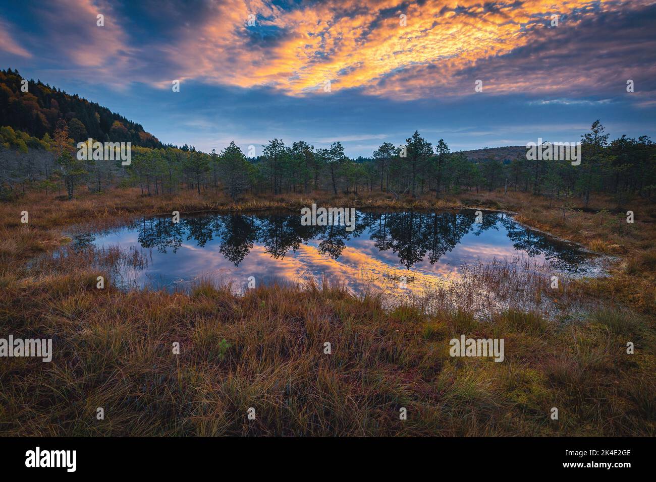 Bog wet hi-res stock photography and images - Alamy
