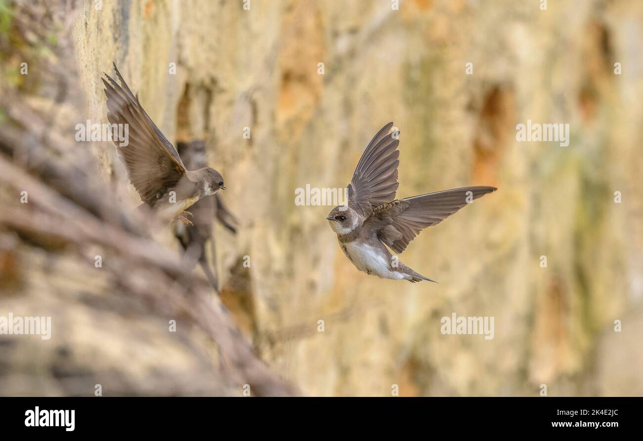 Swallow nest in sand bank hi-res stock photography and images - Alamy