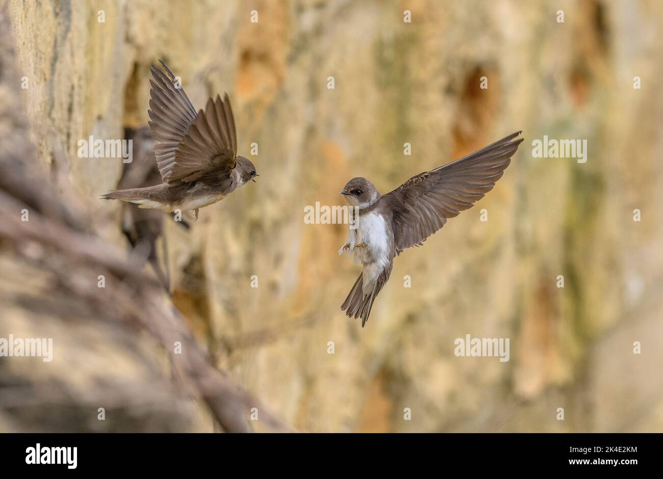 Sand martins, Riparia riparia, gathering at their breeding colony ...