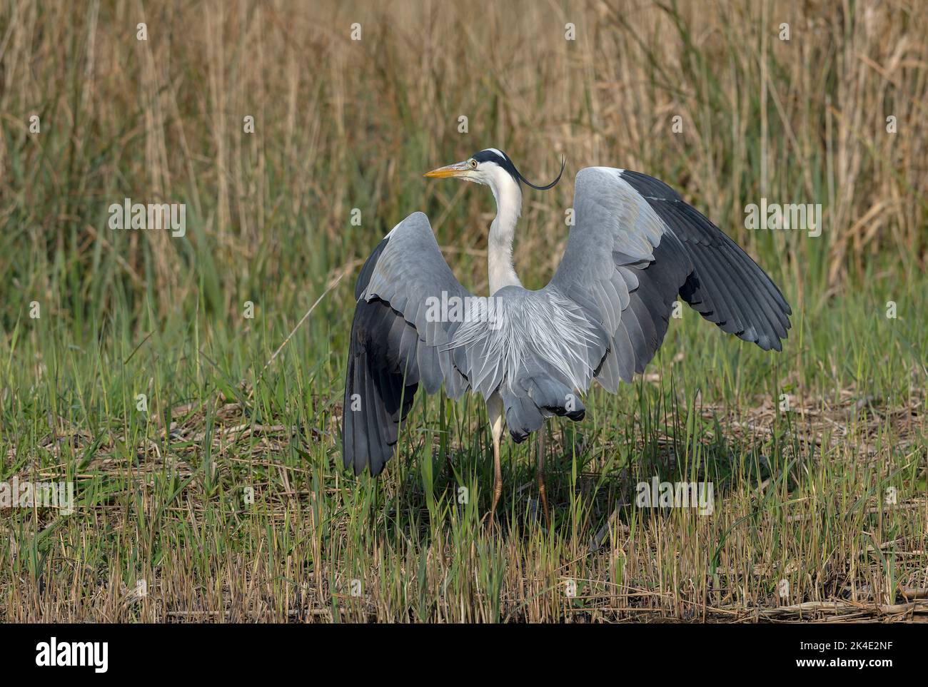 Grey Heron, Ardea cinerea, landing on bank, showing long crest Stock ...