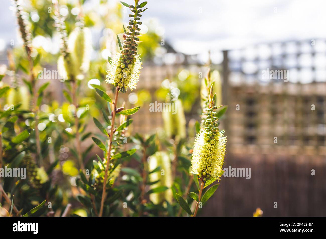 native Australian yellow callistemon plant outdoor in beautiful ...