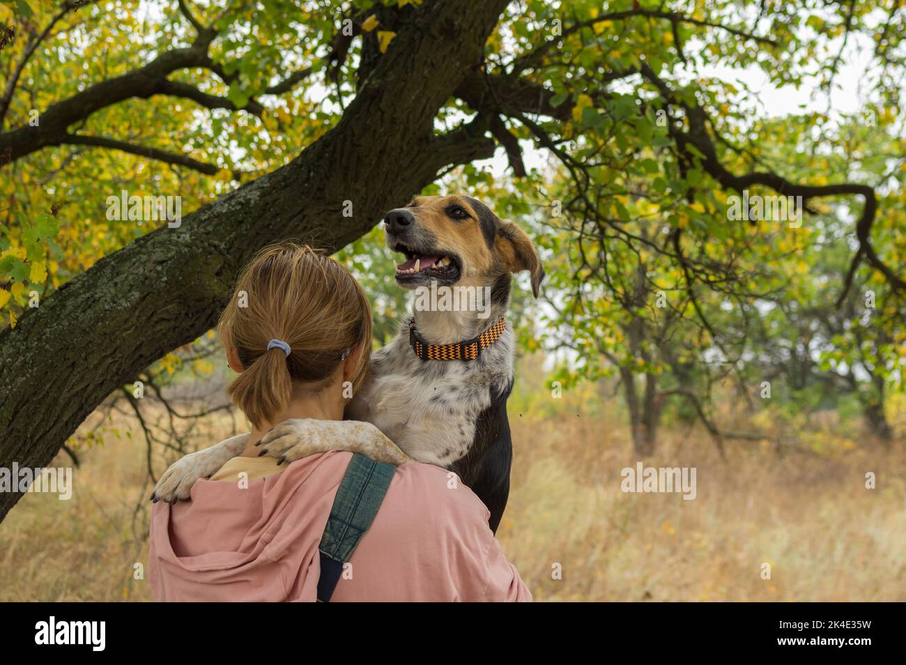 Portrait of mixed-breed female dog sitting on master hands near apricot ...