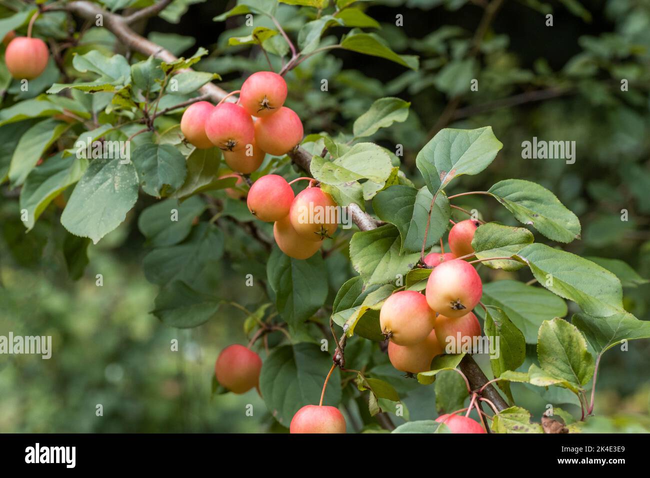 Malus fruit as they ripen in the Autumn sunshine Stock Photo - Alamy
