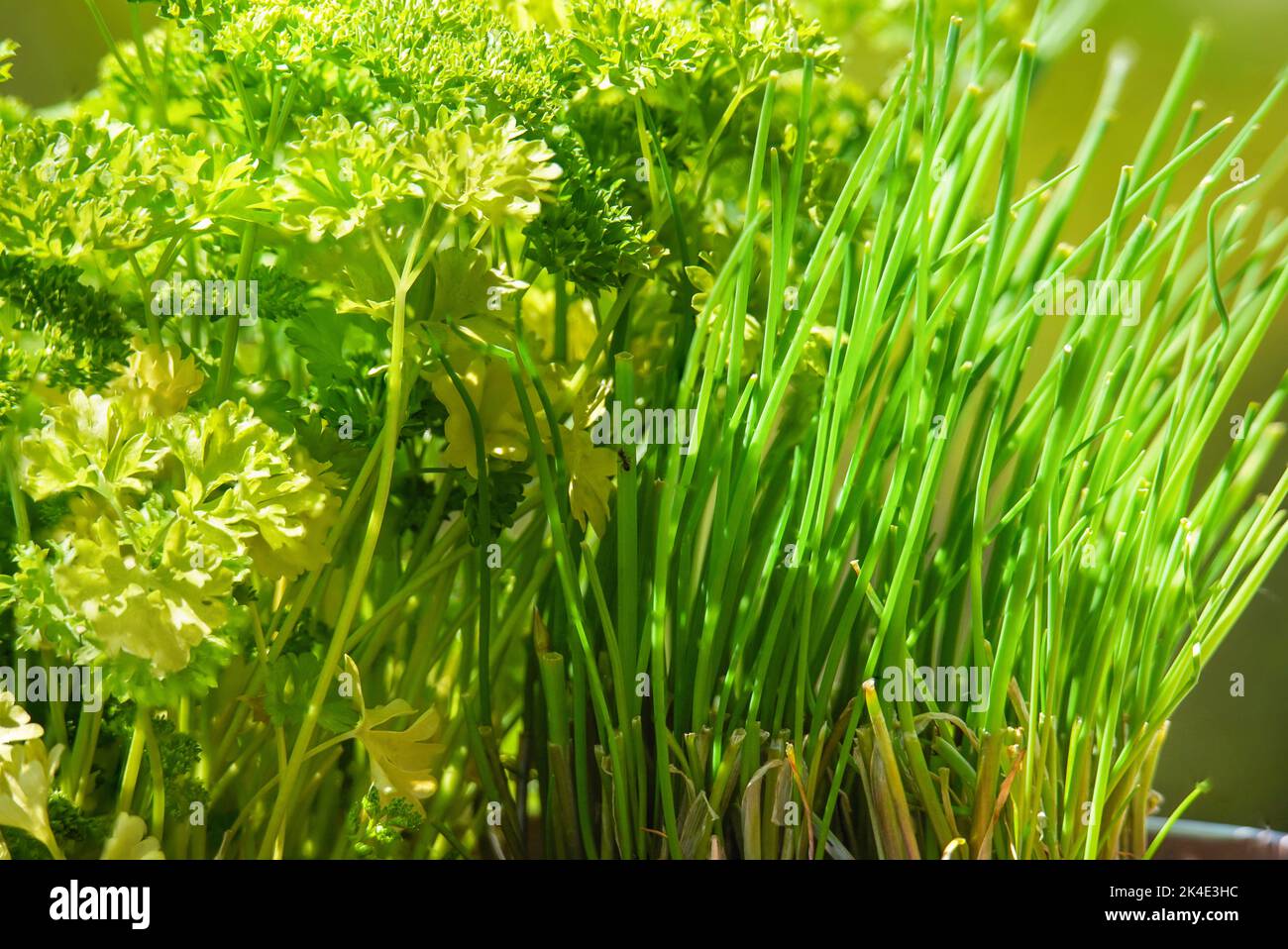 Suppengemuse hi-res stock photography and images - Alamy