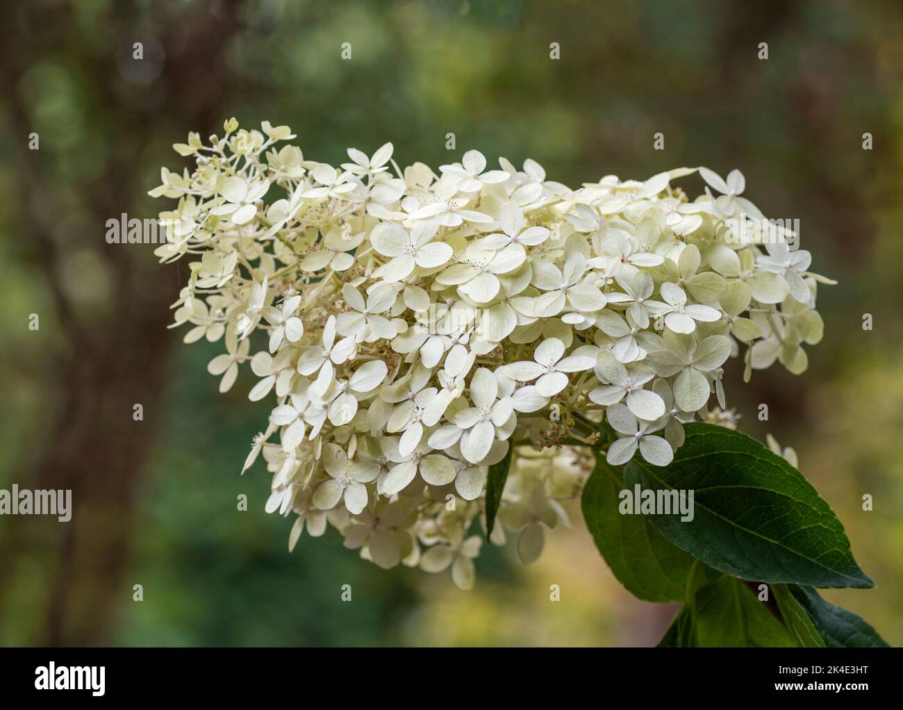 A single blossom of Hydrangea Paniculata, Lime Light. The blossom has ...