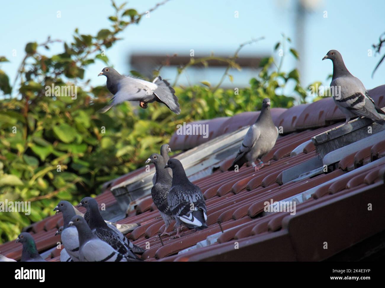 Tauben auf dem Dach Stock Photo - Alamy