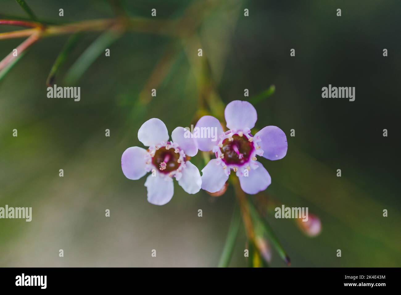 native Australian Geraldton waxflower plant with pink flowers outdoor ...