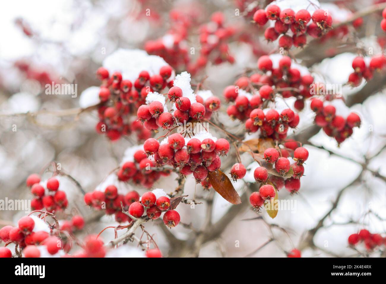 Red berries of viburnum or mountain ash under the snow on a tree Stock ...