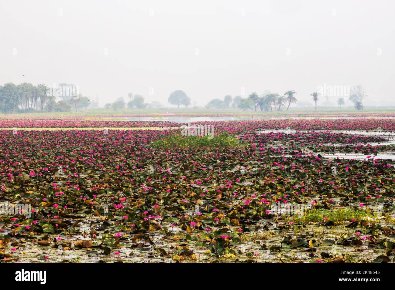 A beautiful shot of the Red Lotus Sea with blooming pink flowers ...