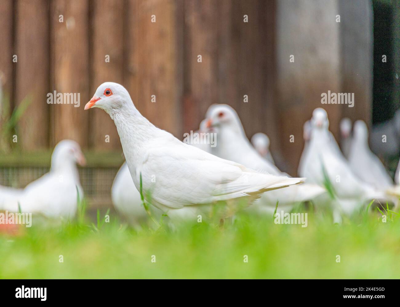 Beautiful white doves on the ground Stock Photo - Alamy