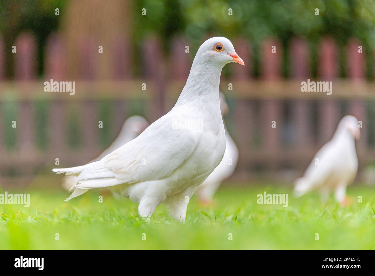 Beautiful white doves on the ground Stock Photo - Alamy
