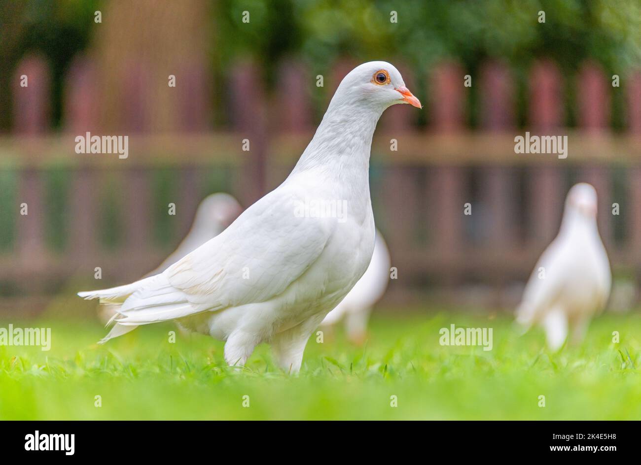 Two doves home hi-res stock photography and images - Alamy